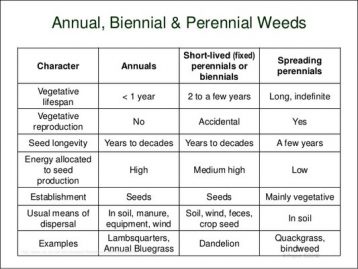 What Are The Common Garden Weeds UK?
